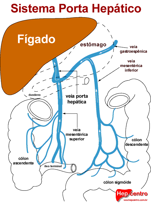 Medicina Clínica: Hepatologia (Fisiologia, segmentação, traumatismo e ...