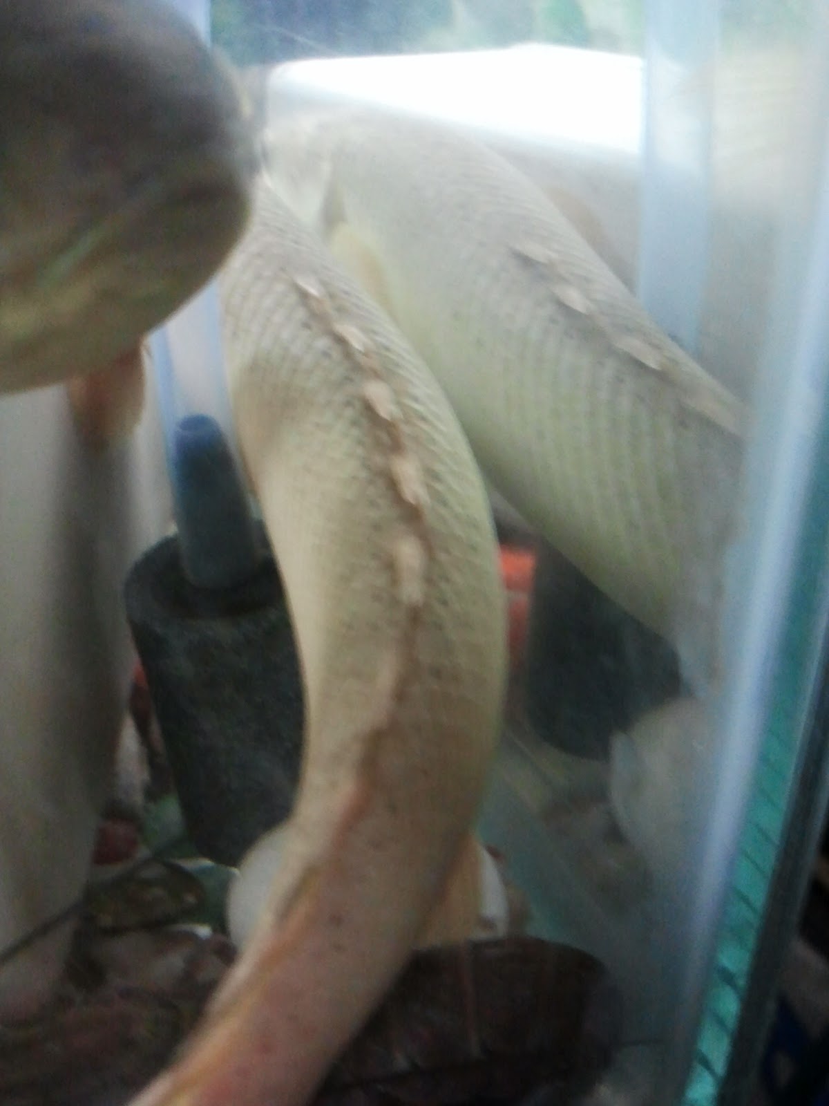 hardy boy: Ikan Pelik - DRAGON FISH