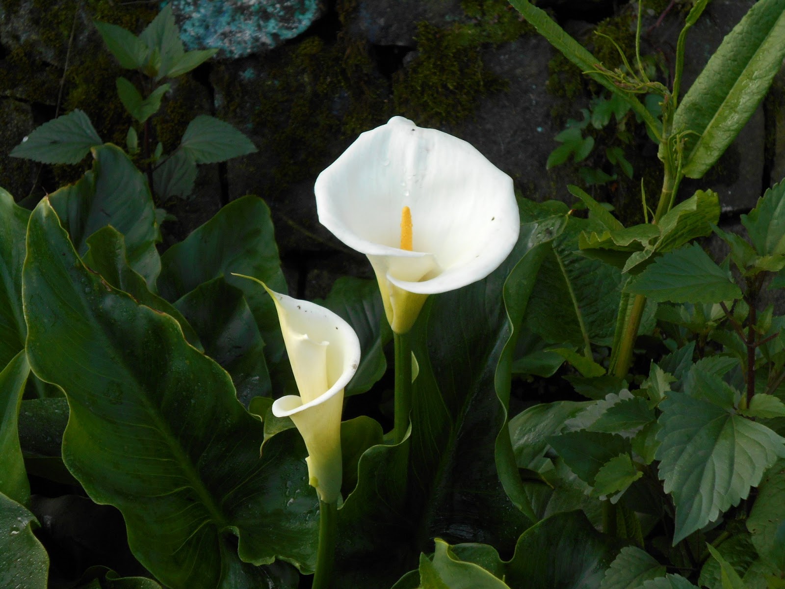 BOBBA CAPS DOXOLOGY: APR 8, 13 .. TODAY'S CALLA LILIES