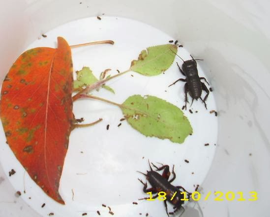 Din natură: Poveşti cu greieri