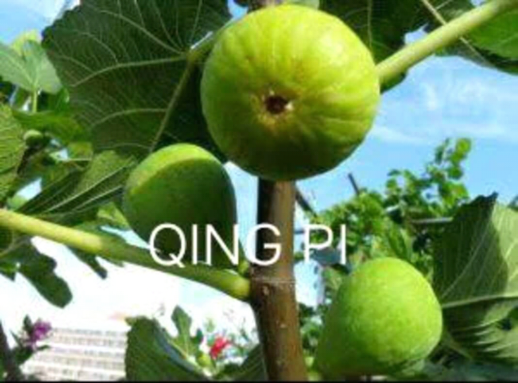 Qing Pi Fig - Var Tin