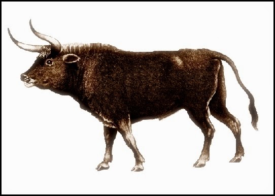 TIERRA SYLVANA: URO O TORO SALVAJE.