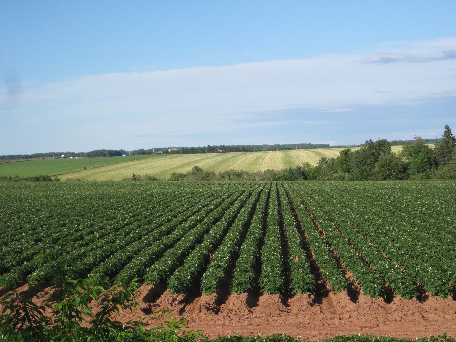Pedaling PEI: Potato field