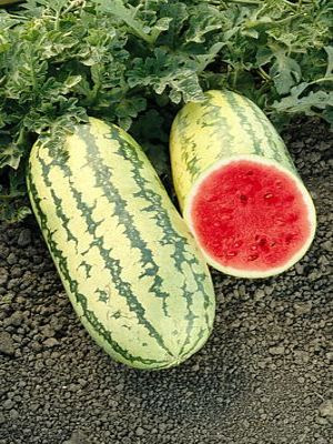 Semillas Venezuela Oficial: Patilla Jubilee Seminis