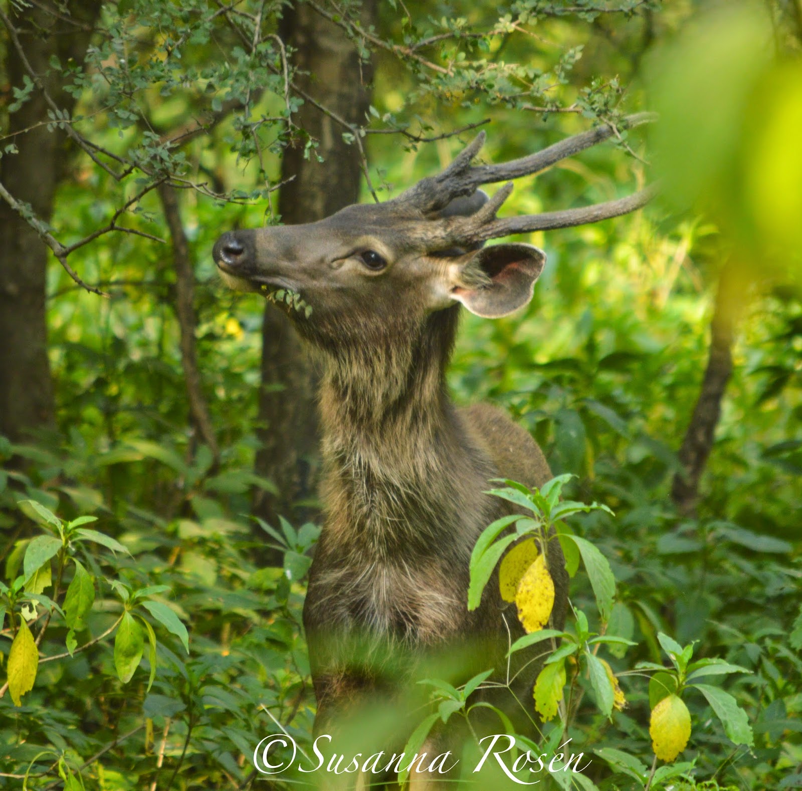 The House of Susanna / my life in India : Sambar Deer