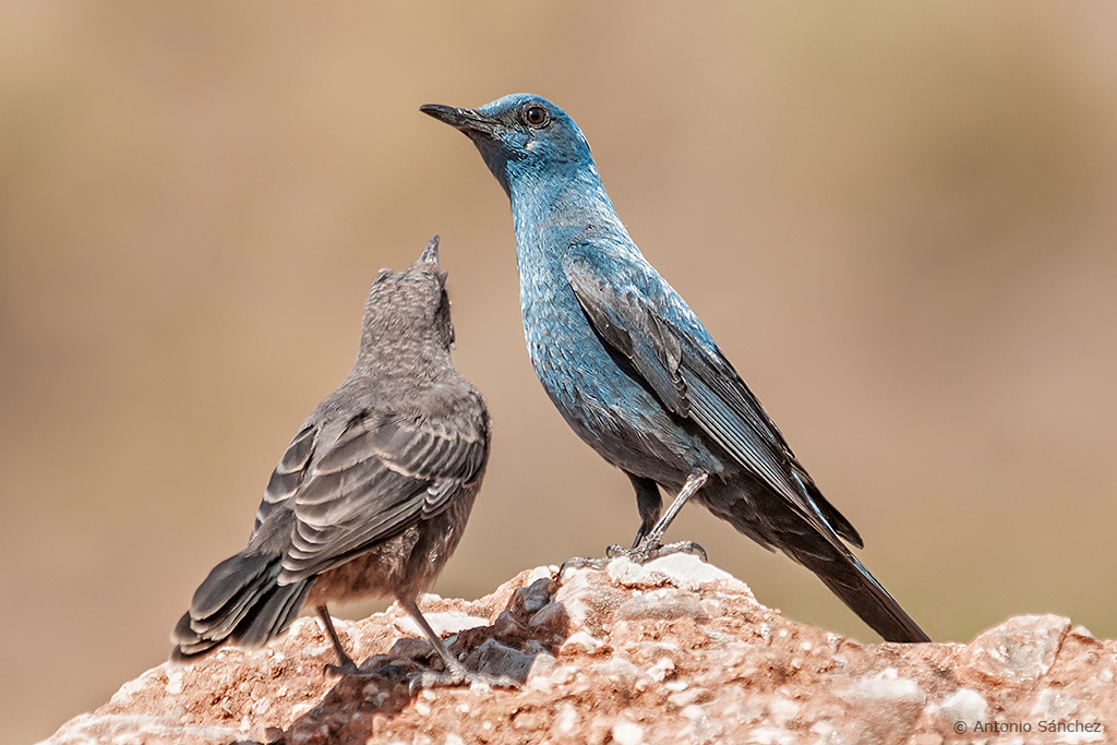 Antonio Sánchez - Fotos: Roquero Solitario
