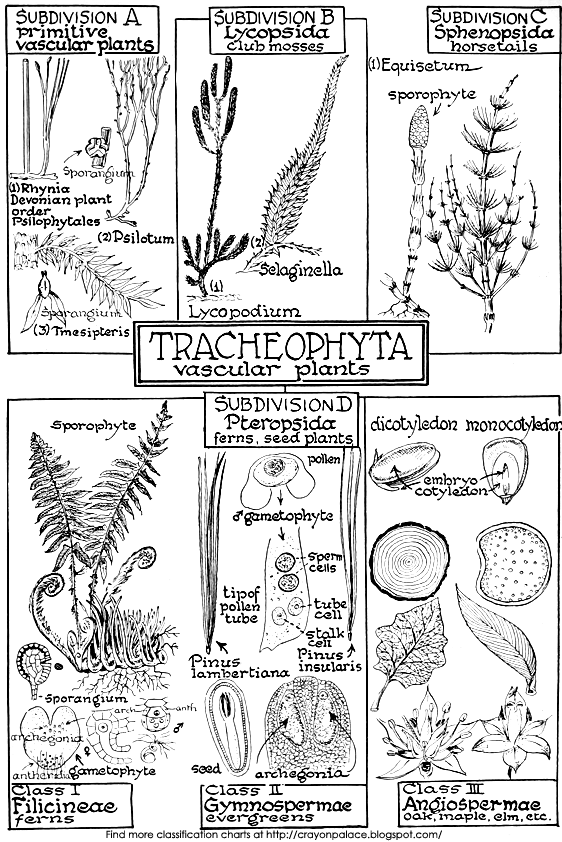 Crayon Palace: Tracheophyta Vascular Plant Chart