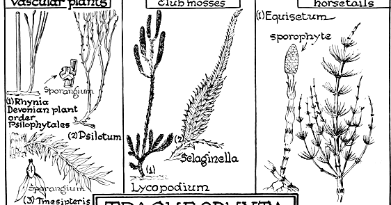 Crayon Palace: Tracheophyta Vascular Plant Chart