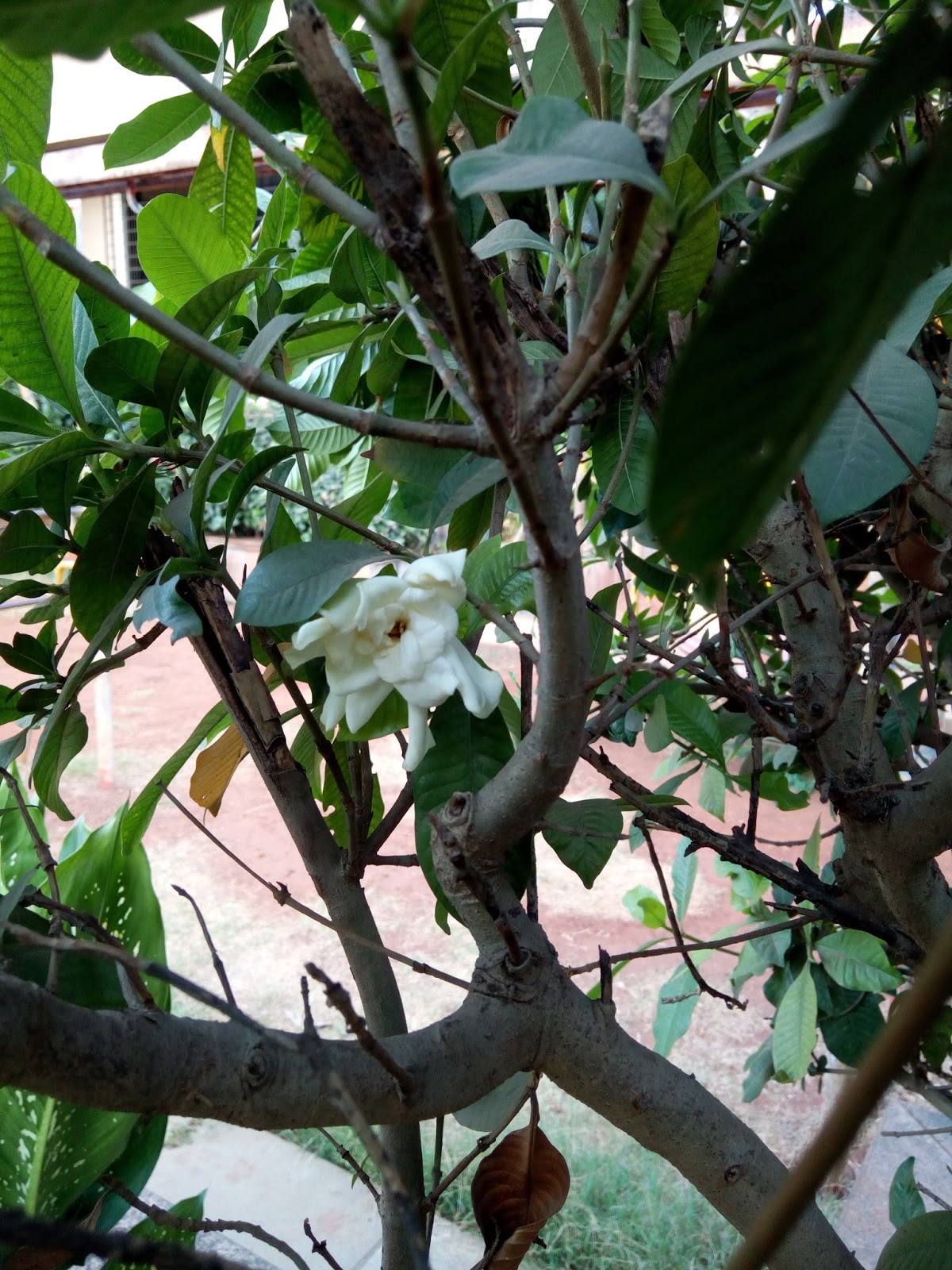 Garden Care Simplified: Growing Anant Plant from Cuttings How to Know ...