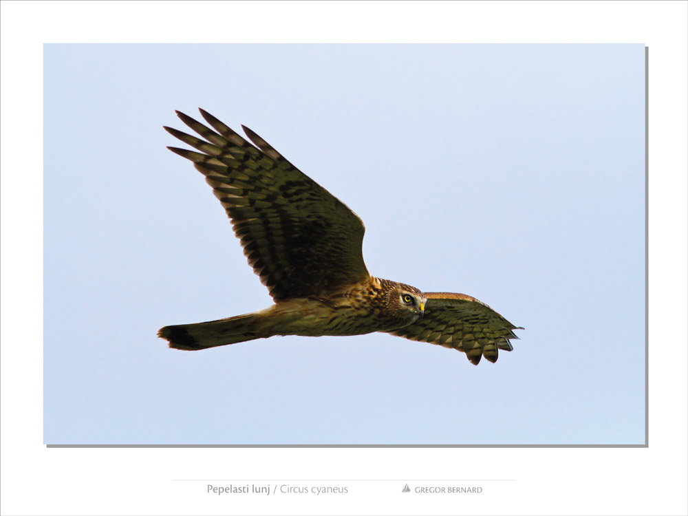 FREE BIRDS/ svobodne ptice: SOVE in UJEDE