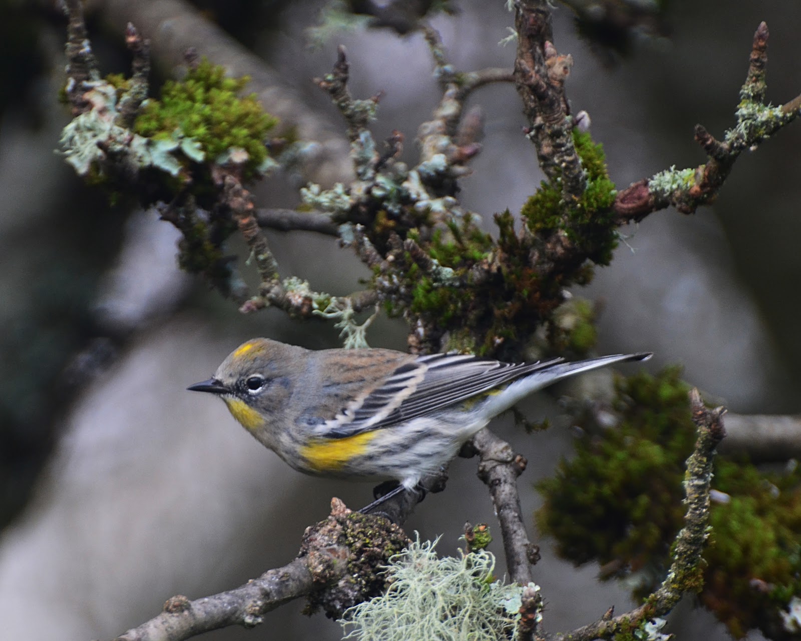 Oregon Backyard Birds, etc.: Two Kinds of Yellow-rumped Warblers