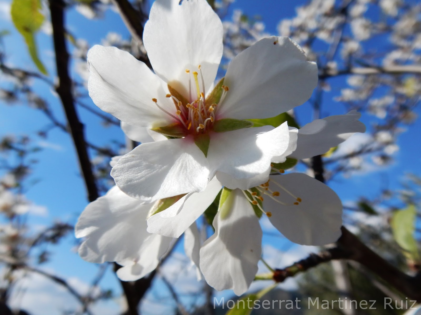Flor destacada de FEBRERO : ALMENDRO - BOTÀNIC SERRAT