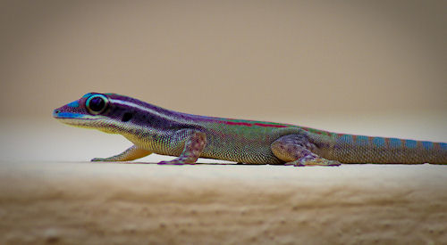 The Presurfer: The Amazing Gecko: 20 Interesting Facts About The World ...