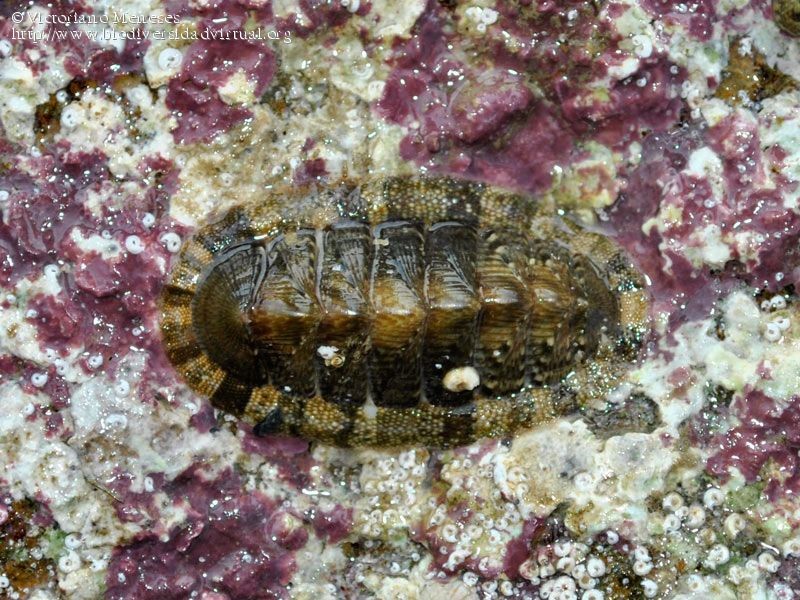 FAUNA-CERCANA: diciembre 2016