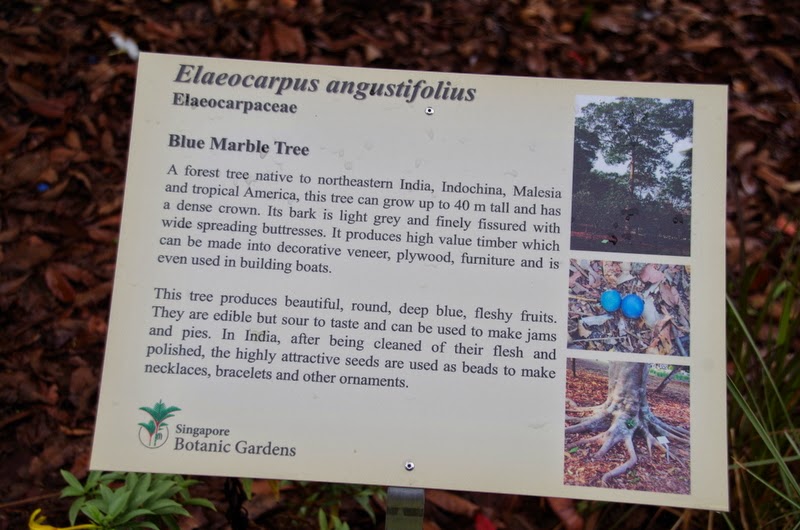 Trees and Plants: Blue Marble Tree (Elaeocarpus Angustifolius)