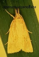 PLANT HOSPITAL: MACAM-MACAM HAMA TANAMAN PADI