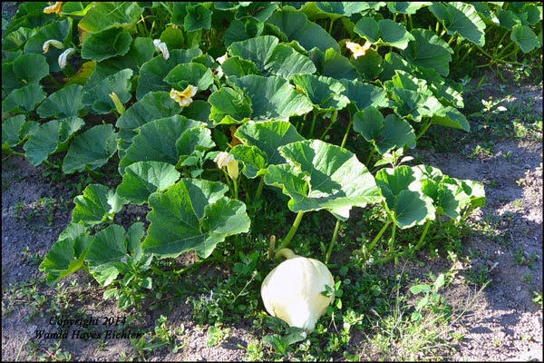 From Under the Willow: Squash Talk