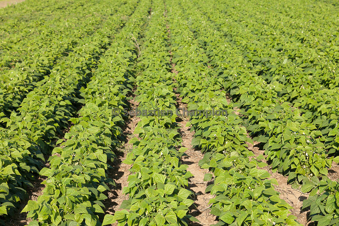 Agriculture durable en Côte d'Ivoire: CARACTERISTIQUES DU SOL POUR LA ...