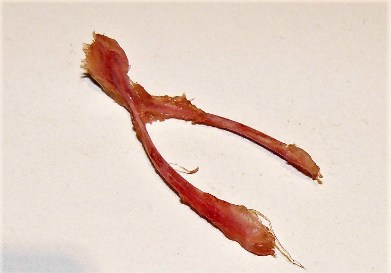 Outras Comidas: Codornizes recheadas