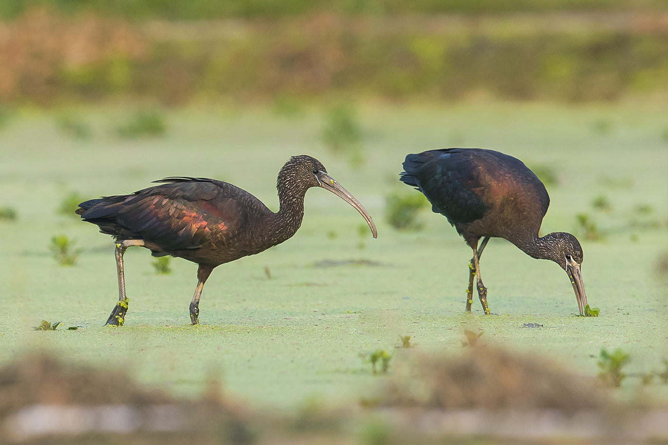 As The Crow Flies - a Hong Kong Birding Blog: A Wild Ibis Chase ...