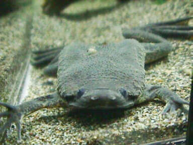 Animales en el Planeta: El sapo de Surinam, cururú, aparo, rana de ...