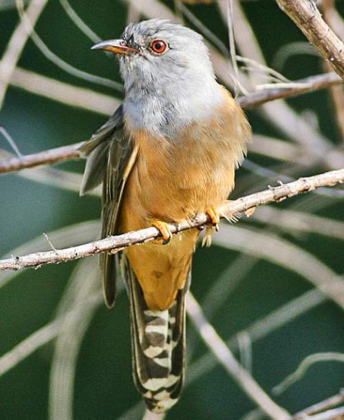 Plaintive cuckoo | Birds of India | Bird World