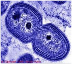 BAKTERI BACILLUS SUBTILIS ~ Dunia Pendidikan Masa kini