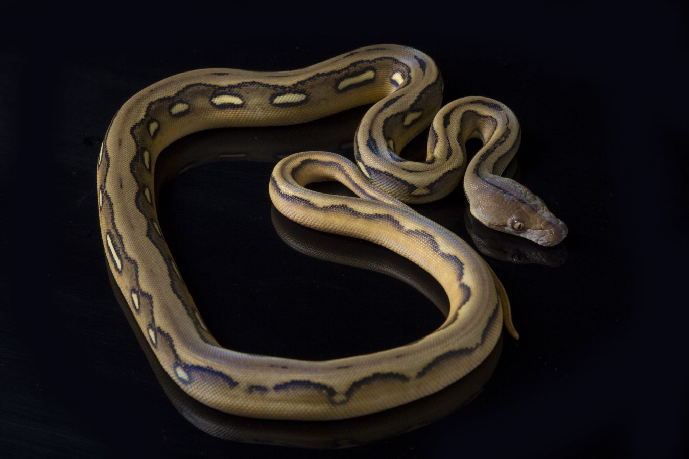 Jual Ular Retic TIGER | Hewan Indonesia dan Jual Beli