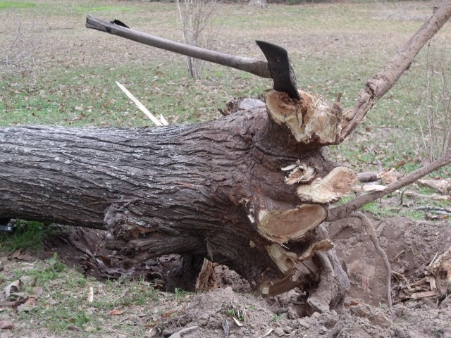 Miles of the Journey: "The Axe is Laid Unto the Root of the Tree--"