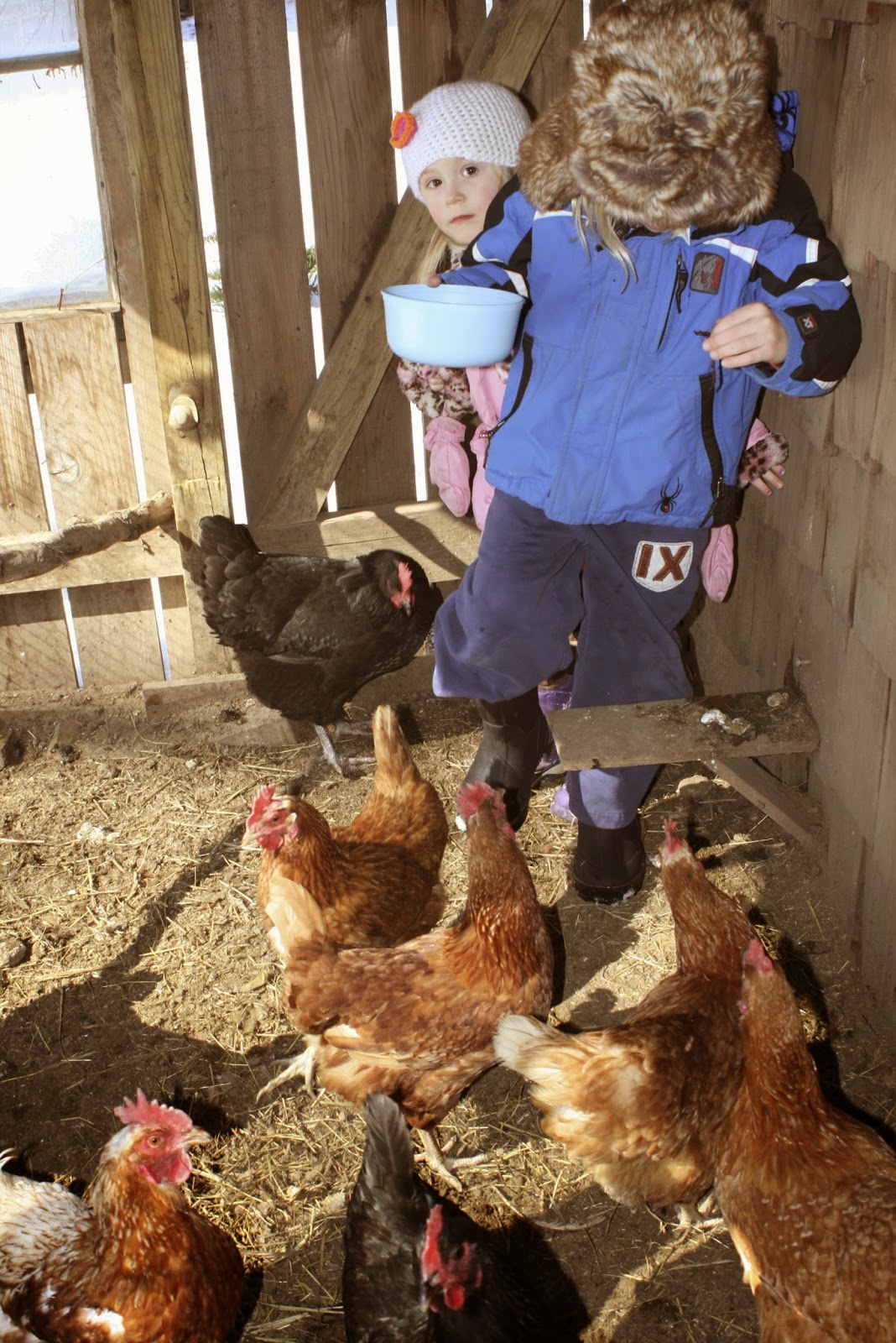 The Little Backyard Farm: Kids and Chickens - Why is Chicken Keeping ...