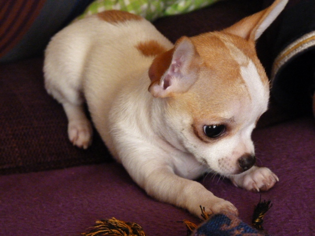 La verdad es que los chiguaguas, no son precisamente guapos o bonitos ...