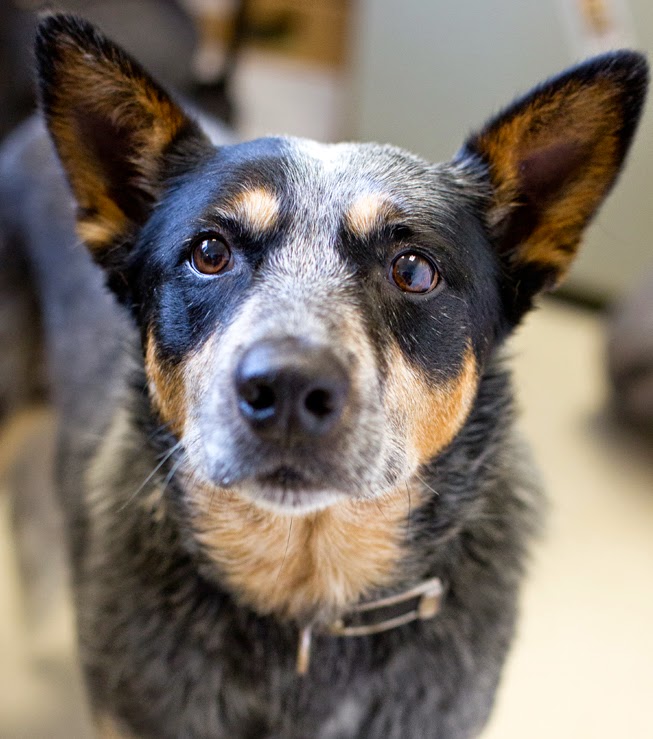 Shelter Dogs of Portland: "PHOEBE" nice middle aged Cattle Dog
