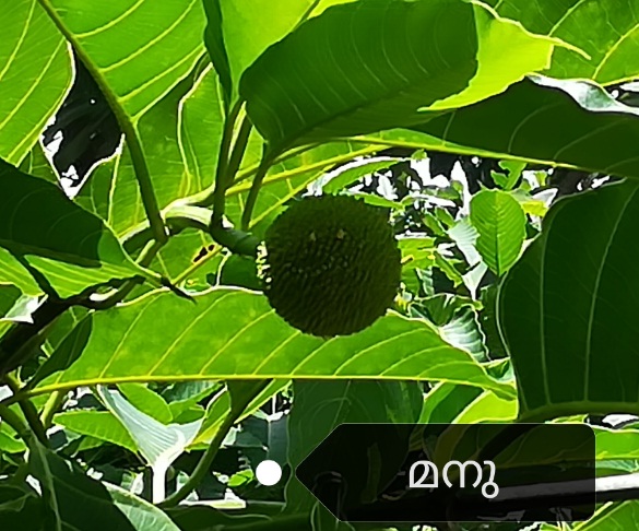 papanasini: KADAMBA TREE (Neolamarckia cadamba)