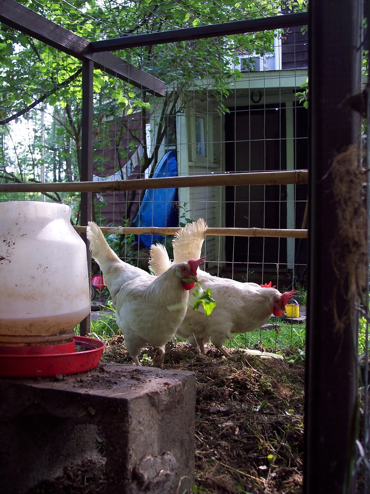 A Bully In The Hen House