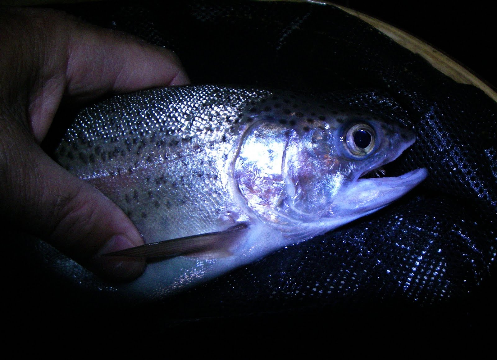 Home Waters: A Fly Fishing Life: Trout Lake Report: The Eerie Smiling Trout