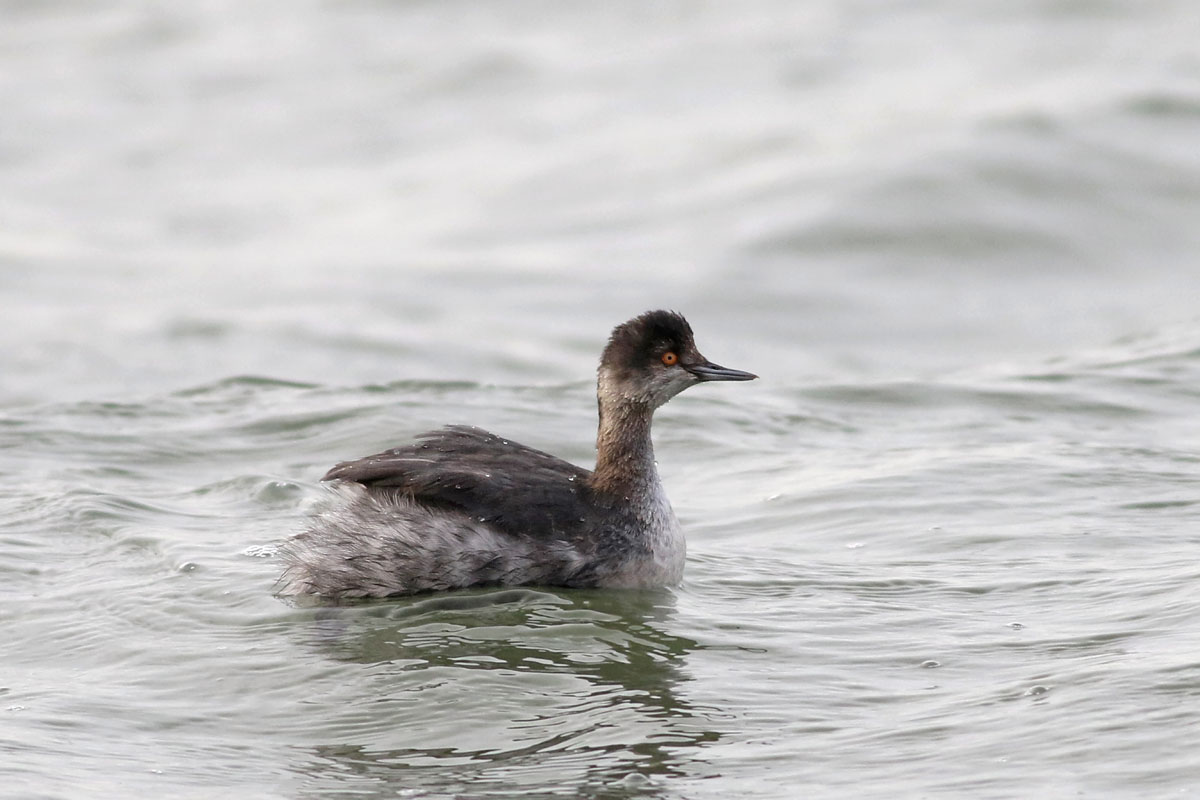 Eared Grebe Identification
