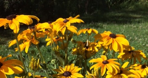 Golds in the summer garden by Vicky Barney