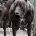 “Double-Muscled” Dog
