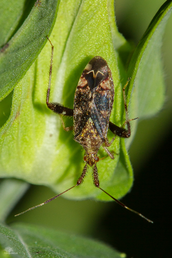 The Ohio Nature Blog: More Insects from the Backyard Native Plant Gardens