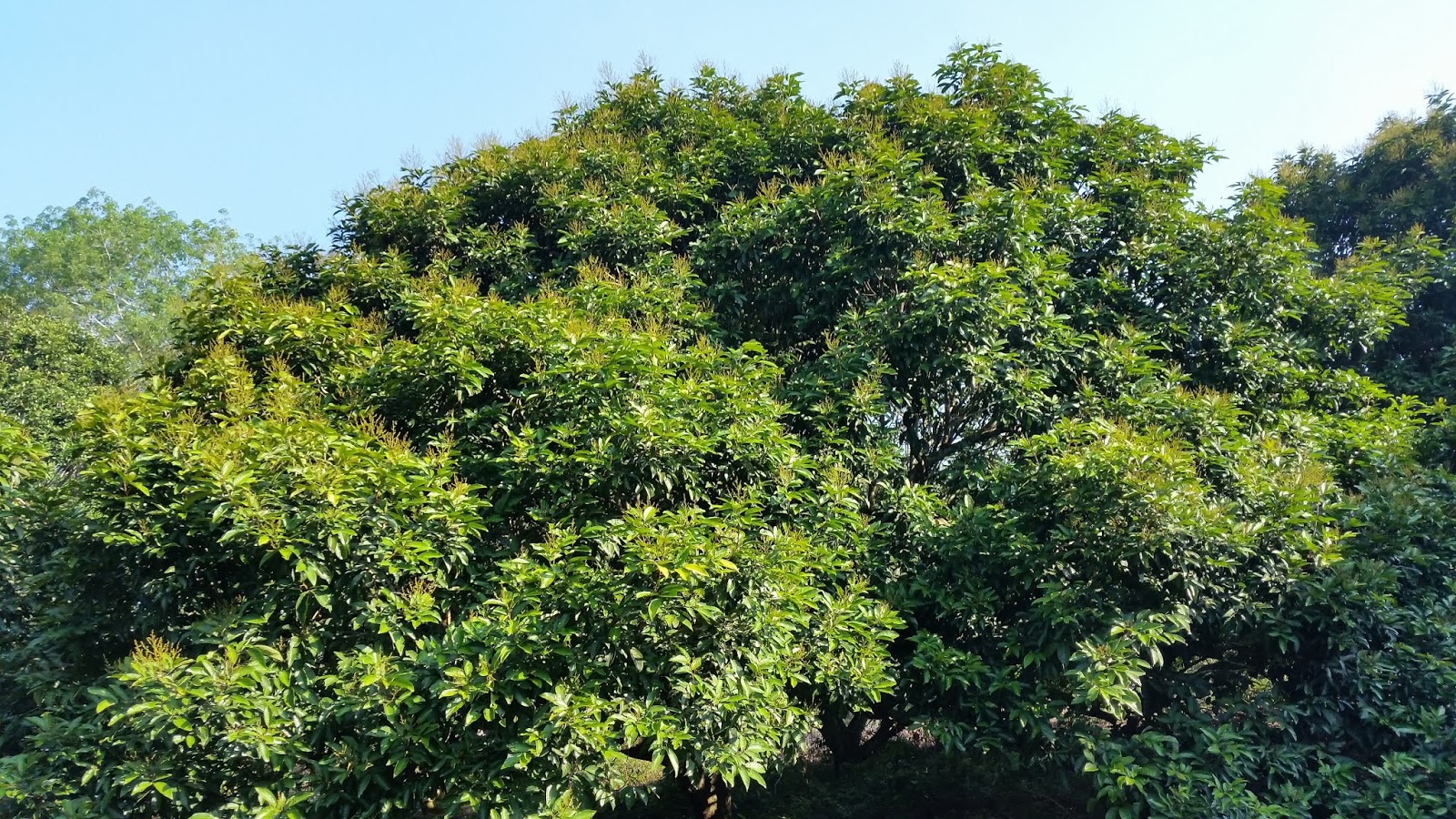 Warisan Petani: Pokok Rambutan Mula Berbunga