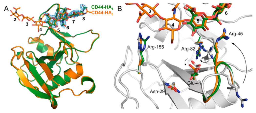 Practical Fragments: The First Protein-Carbohydrate Interaction Inhibitor