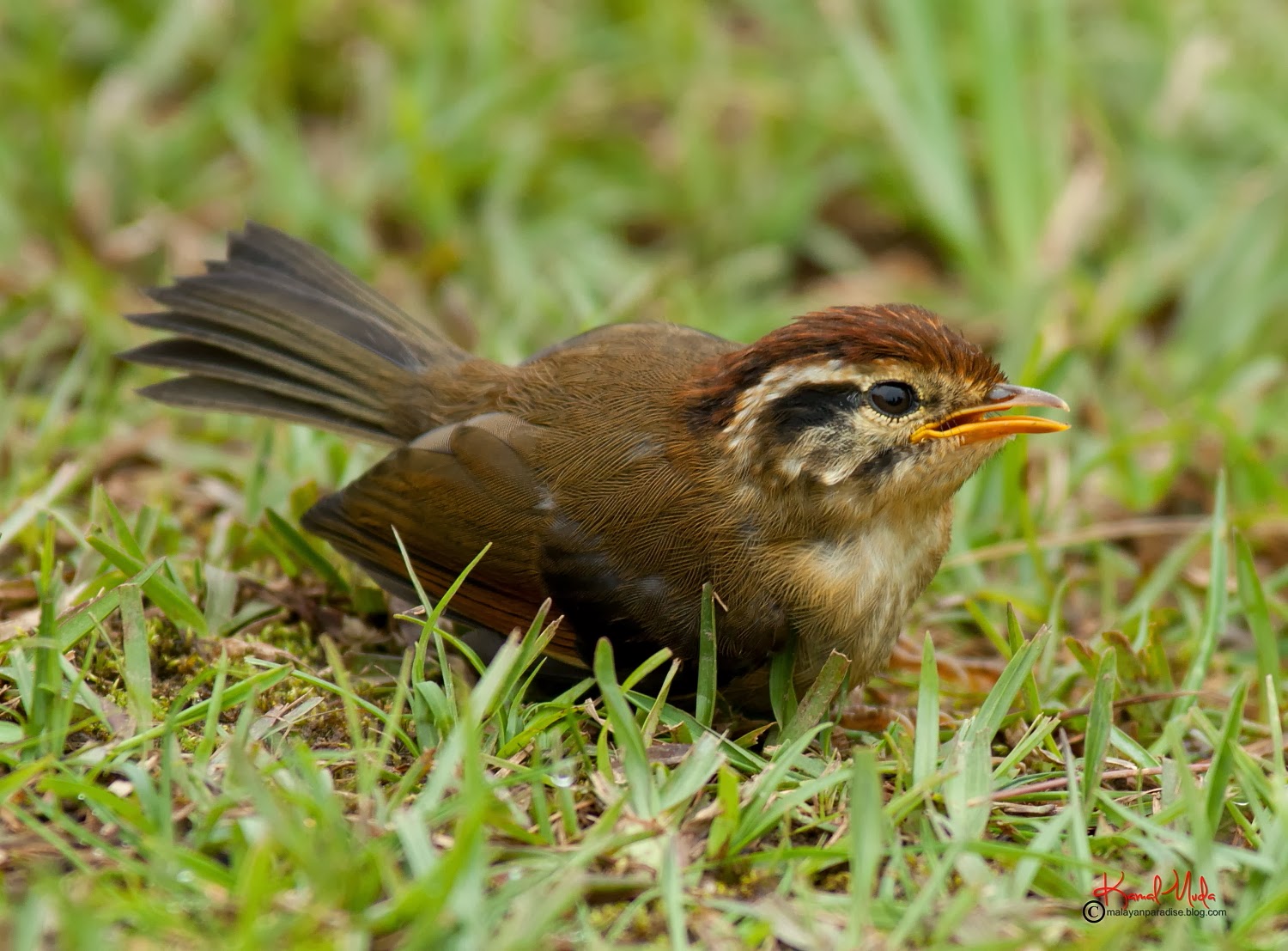 SOUTH EAST ASIA BIRDS - Malaysia birds paradise: Rufous-winged Fulvetta ...