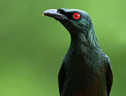 Burung Cucak Keling dan Ciri-cirinya