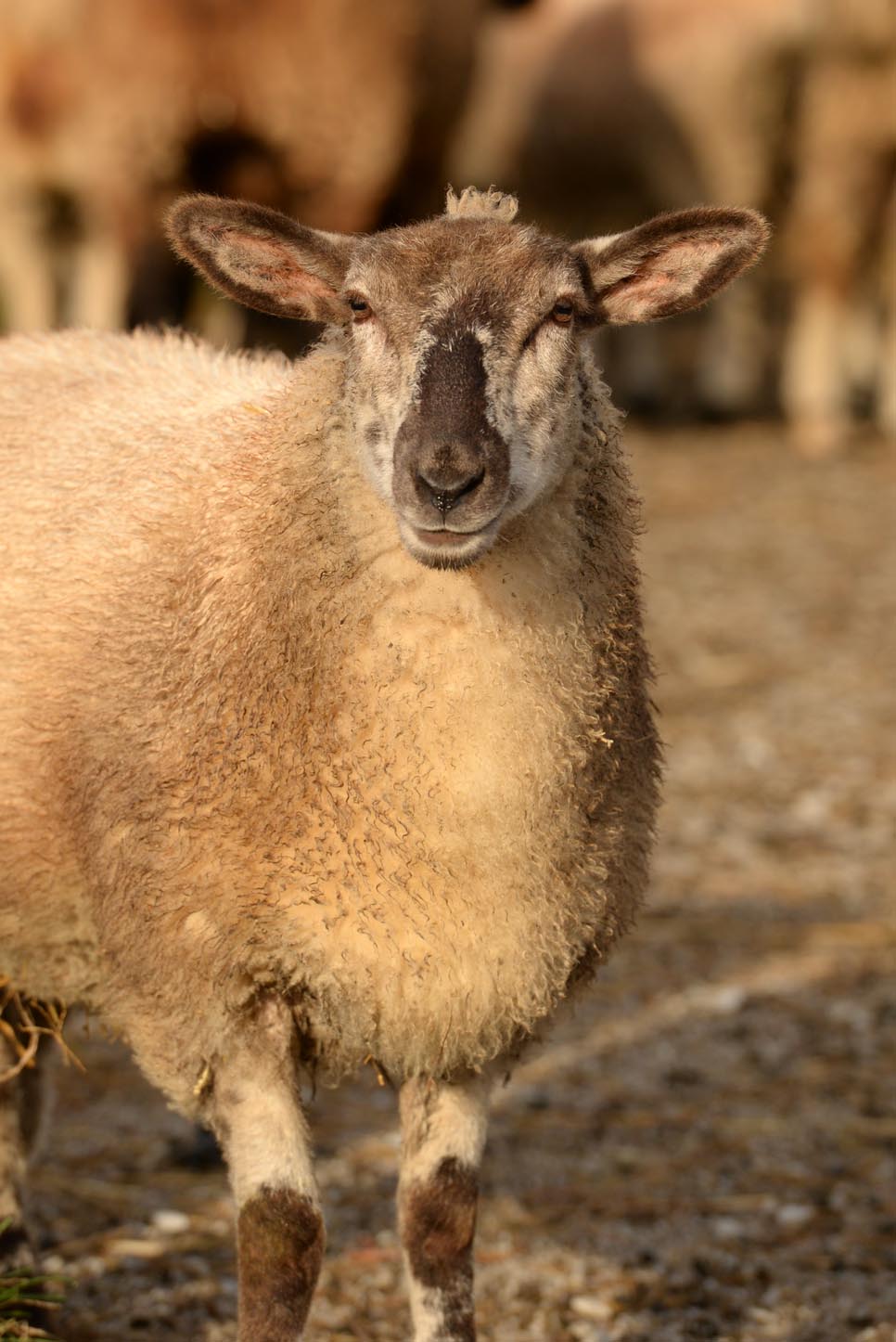 More Favorite Sheep: Happy (Inter) National Hug A Sheep Day!