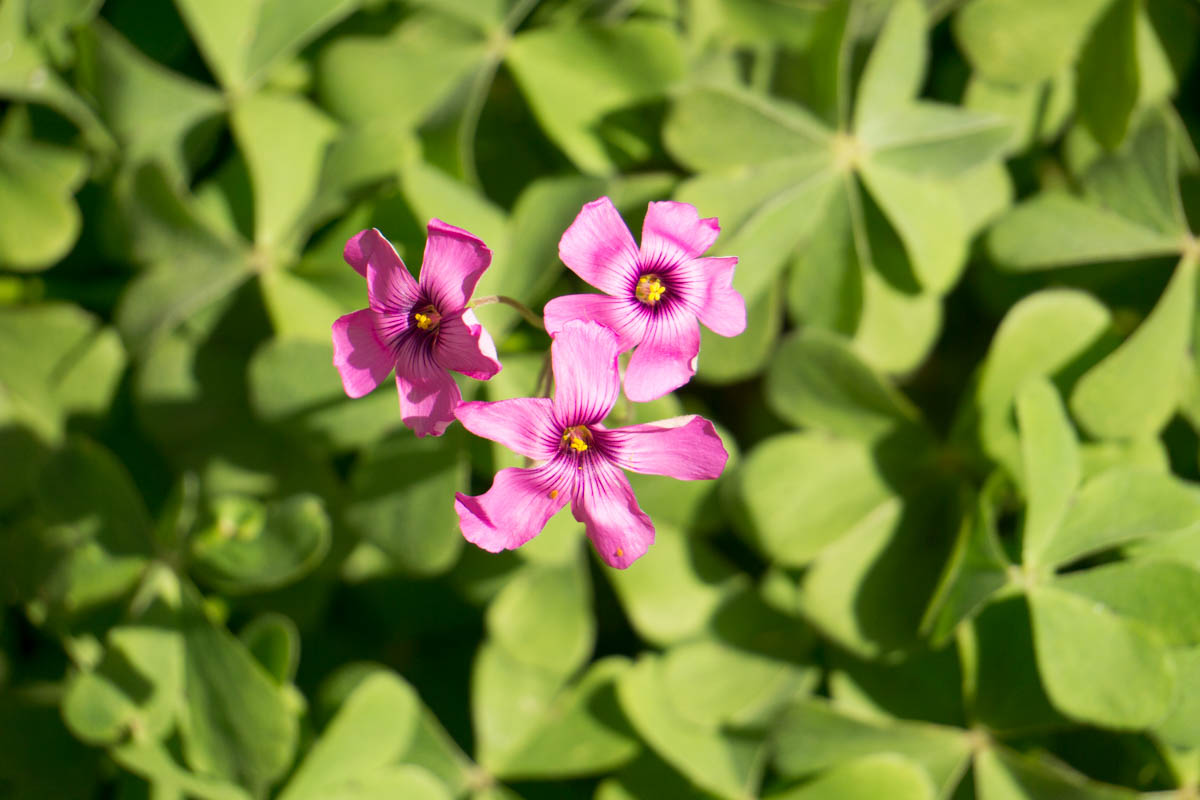 Plantas de Huerta Otea, Salamanca: Vinagrillo rosado, pan de cuco ...