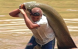 jiujitsumanaus: Peixe: Pirarucu Fish: Pirarucu