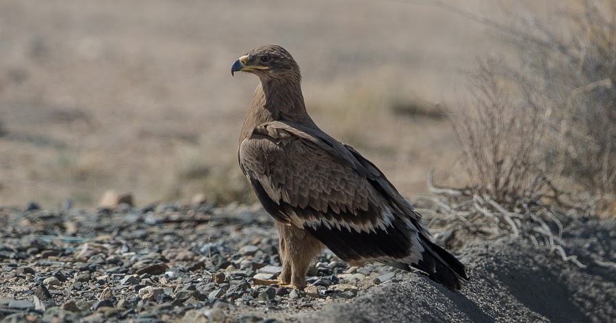 Birds of Saudi Arabia: Steppe Eagles - Abha