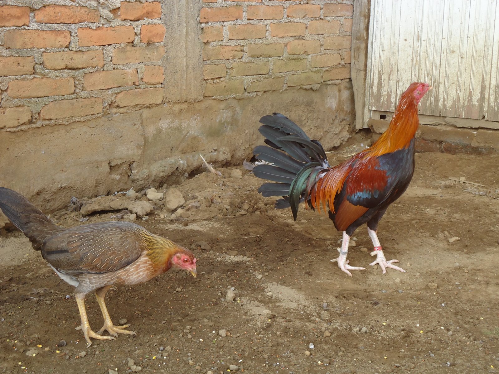Gallos Michoacanos: gallo round head