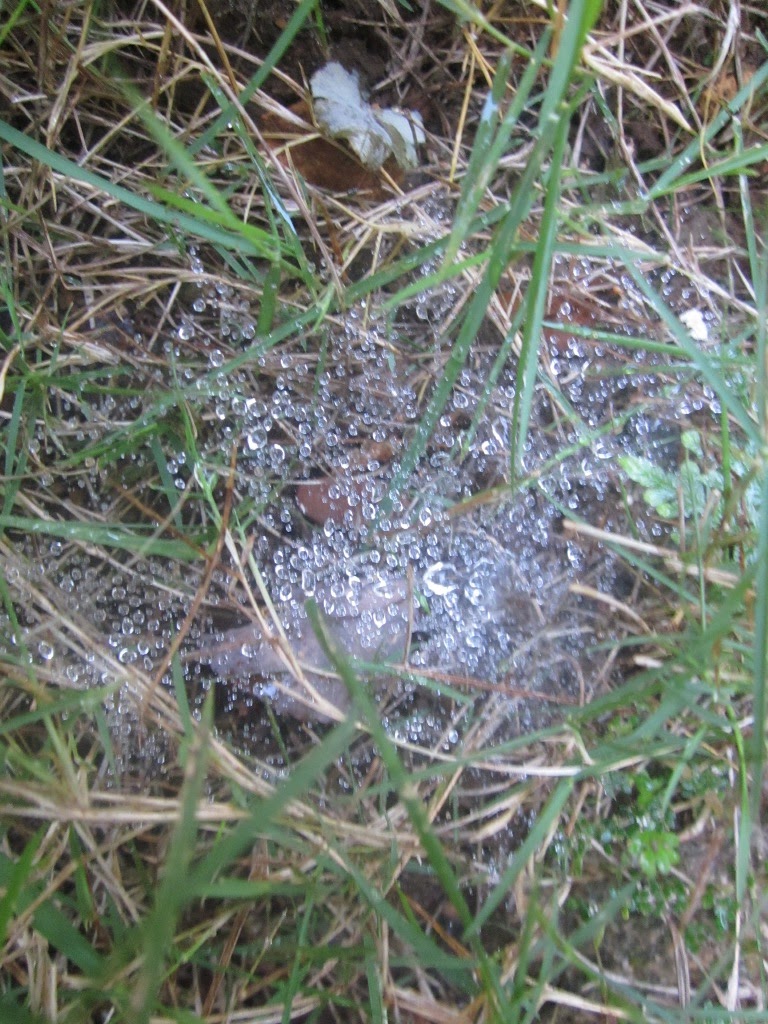 Cynodon Dactylon (Karuka Grass) | KERALA NATURE AND AYURVEDA