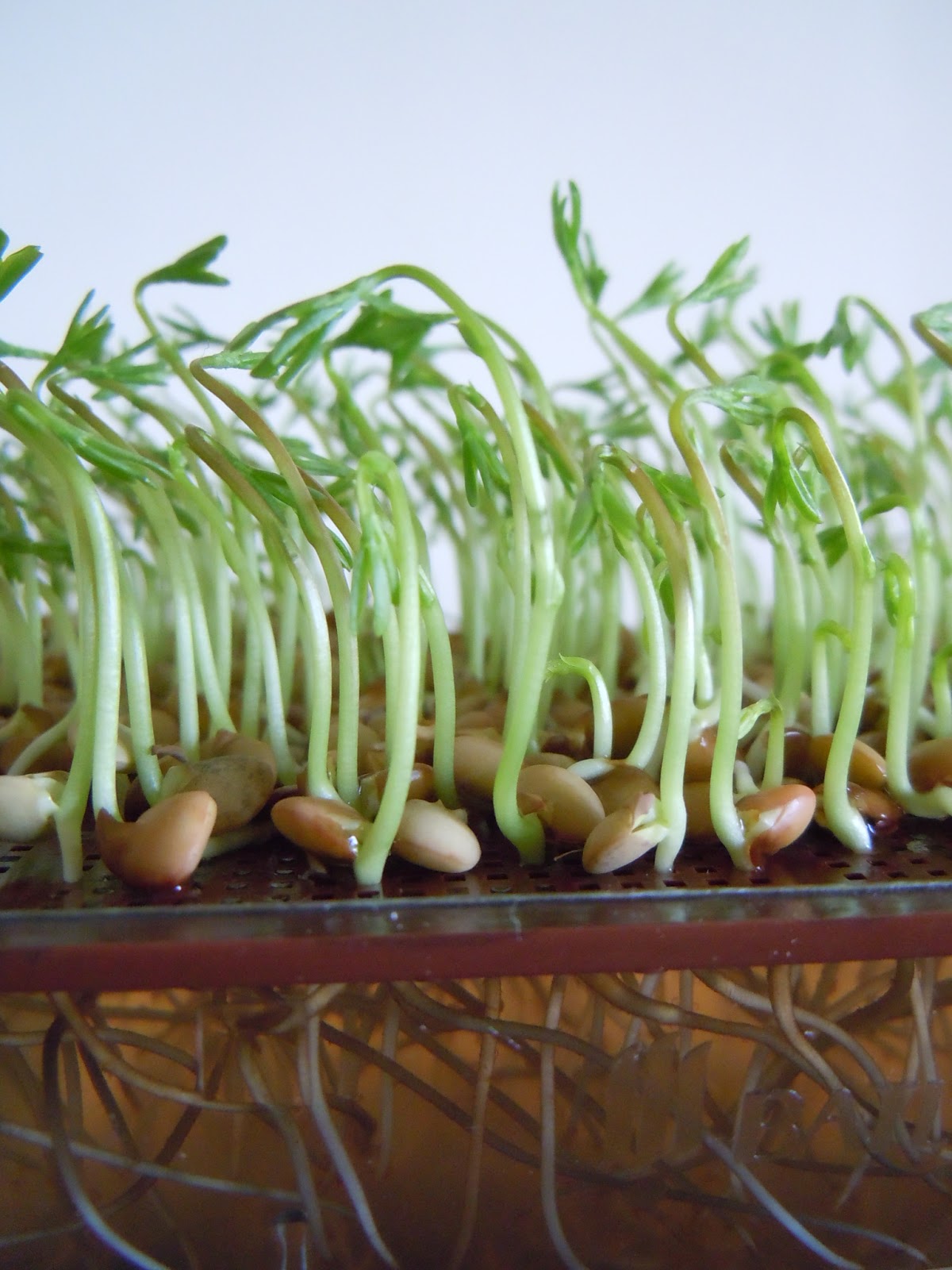 "Pal vientre, todo lo que entre": Cultiva tus propios brotes =)